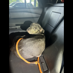 Found Dog | Lower Paxton Township Bureau of Police