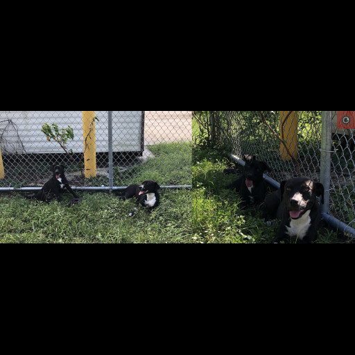 Second Chance dogs ready for adoption! | DeLand Police Department