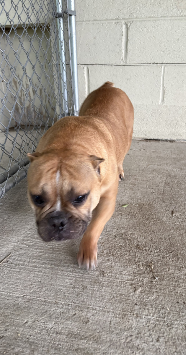 FOUND FEMALE BULLDOG | East Pennsboro Township Police Department
